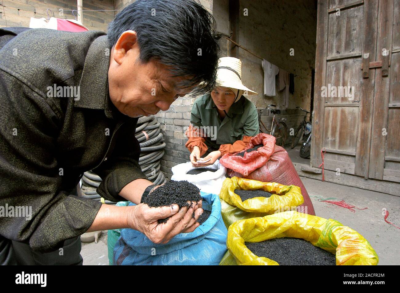Chinese ant medicine. Man and woman sorting ants to be used in the ... Chinese ant medicine. Man and woman sorting ants to be used in the ...