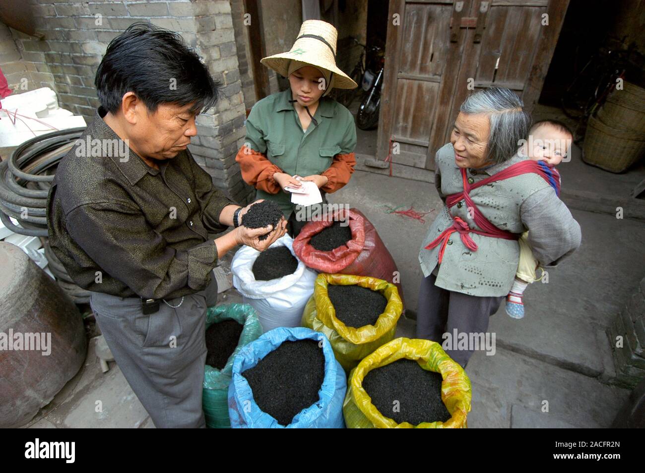 Chinese ant medicine. Family sorting ants to be used in the preparation ...