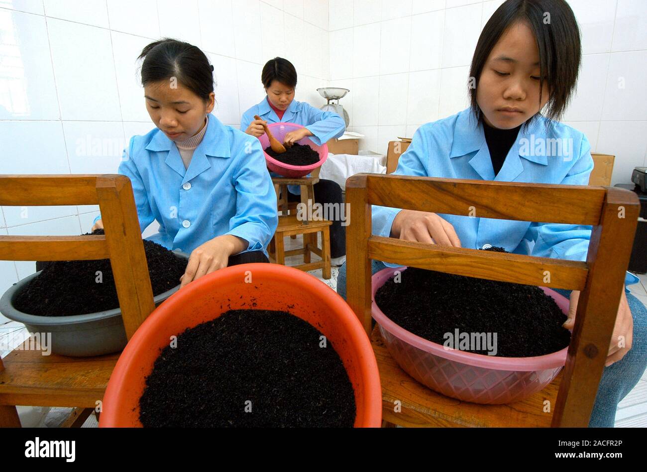Chinese ant medicine. Women sorting ants to be used in the preparation ... Chinese ant medicine. Women sorting ants to be used in the preparation ...