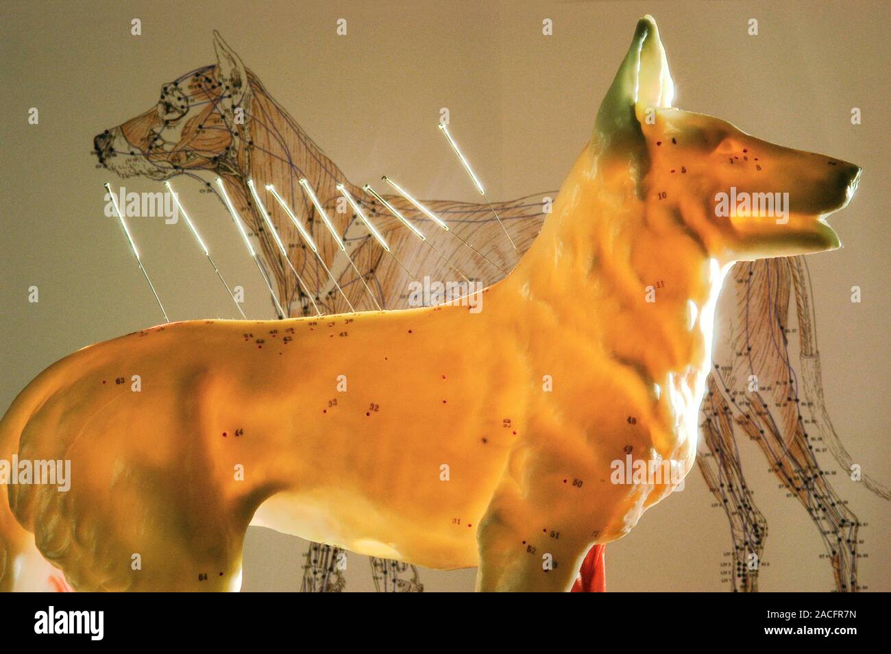 Dog acupuncture. Diagram (background) and model showing the different ...