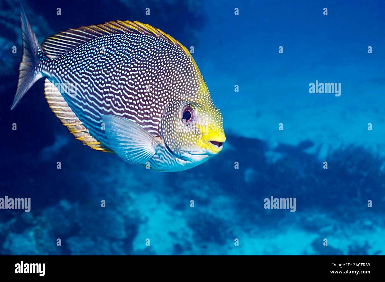 Streaked spinefoot fish (Siganus javus). Photographed in the Andaman ...