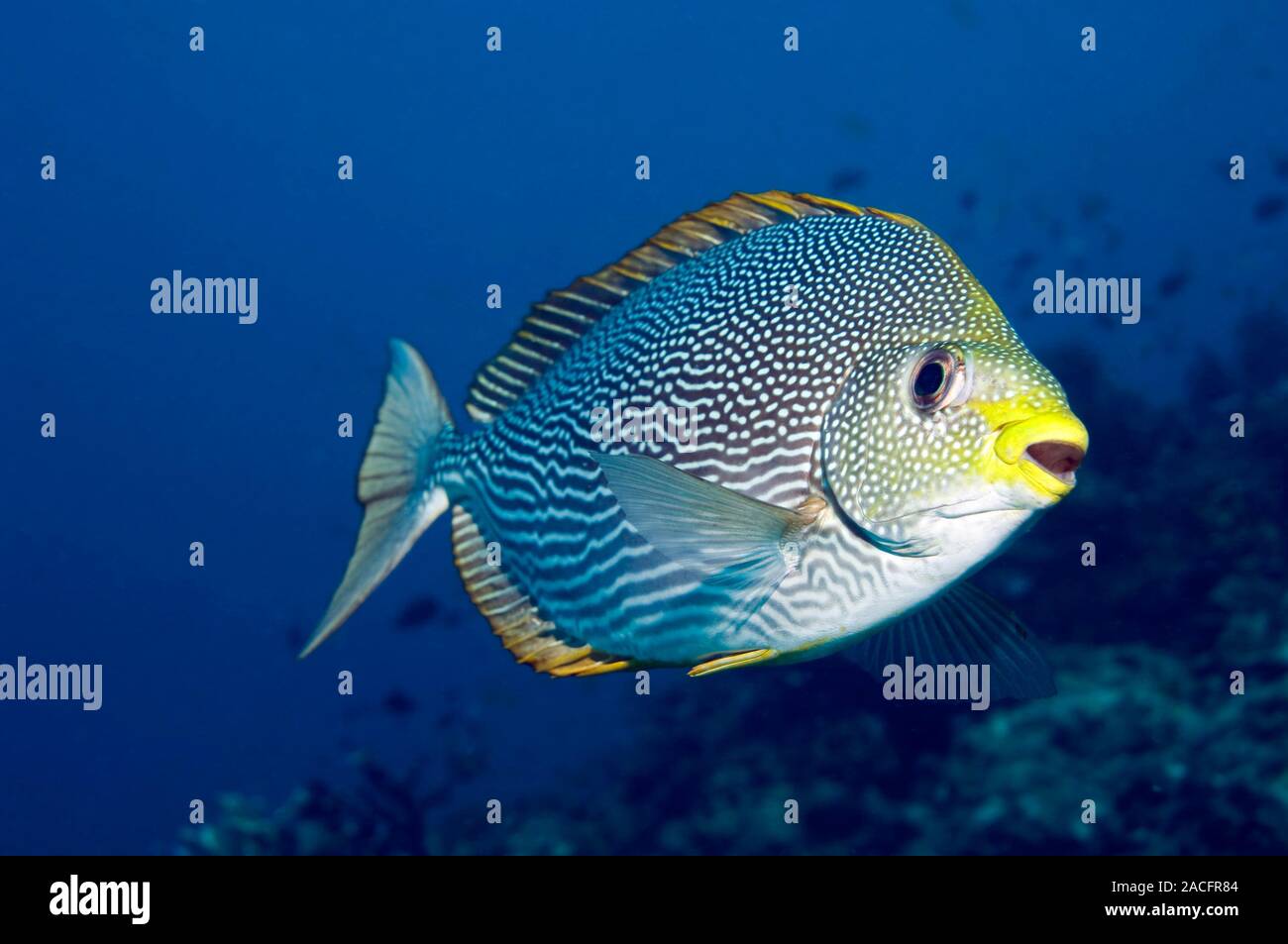 Streaked spinefoot fish (Siganus javus). Photographed in the Andaman ...