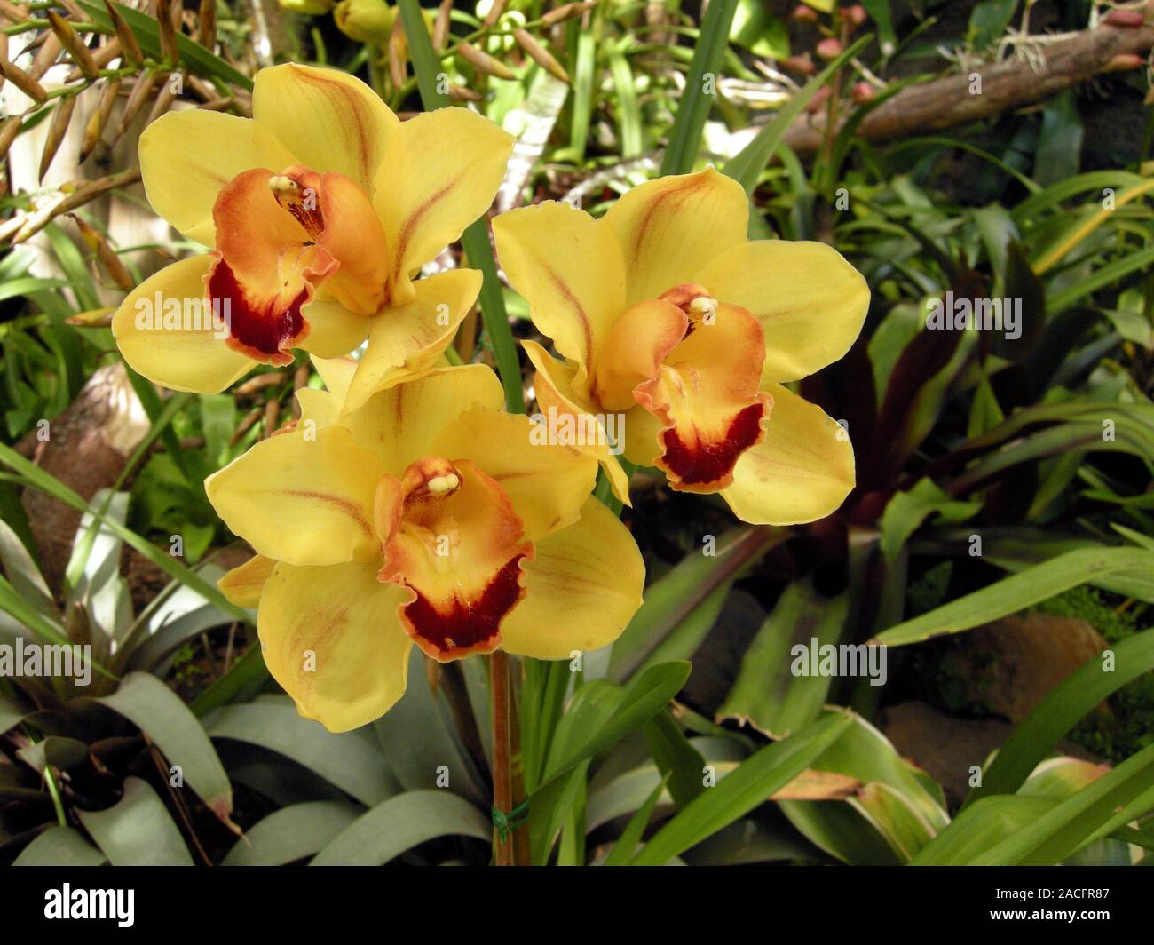 Orchids (family Orchidaceae) in flower. Photographed in the botanic ...