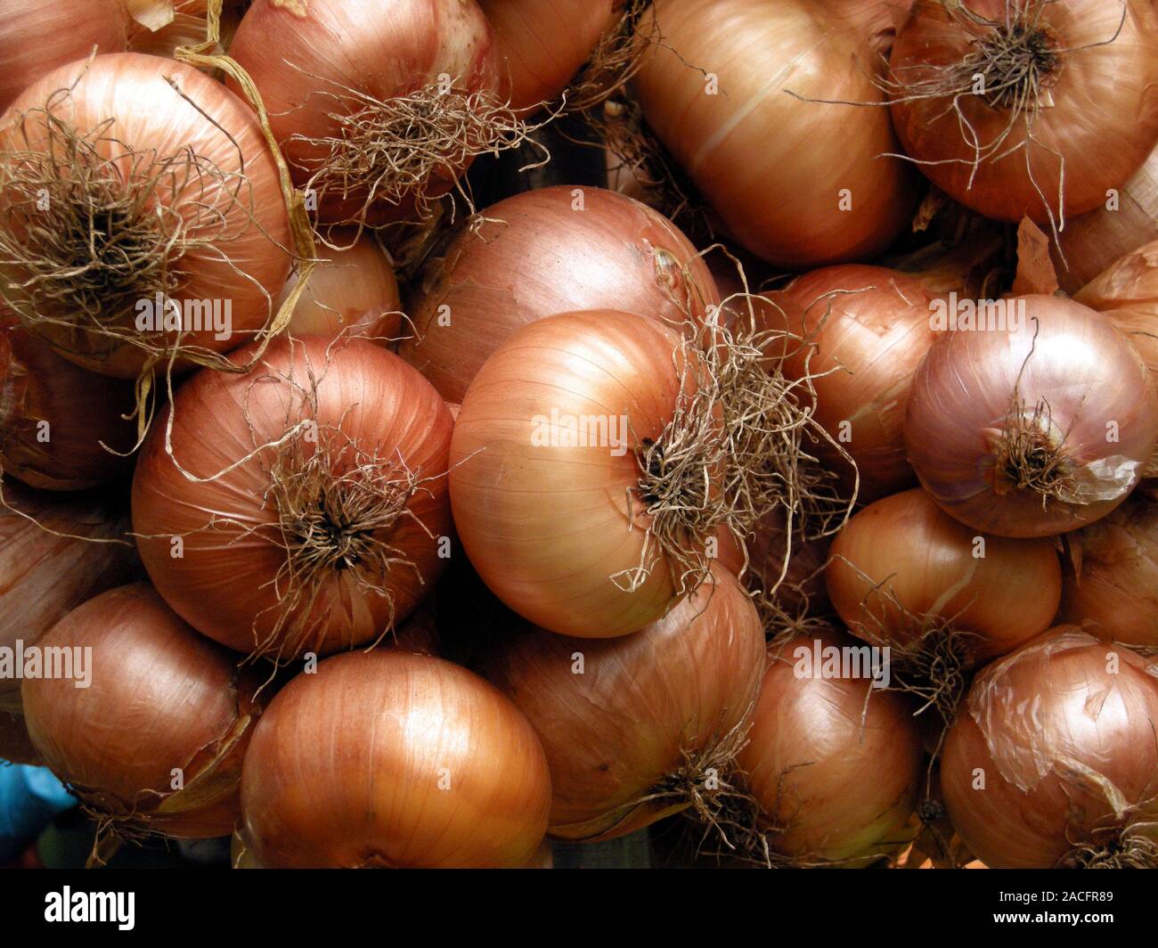 Onions (Allium cepa Stock Photo - Alamy