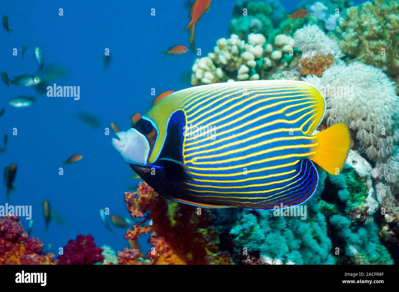 Emperor angelfish (Pomacanthus imperator) on a coral reef. This fish is ...