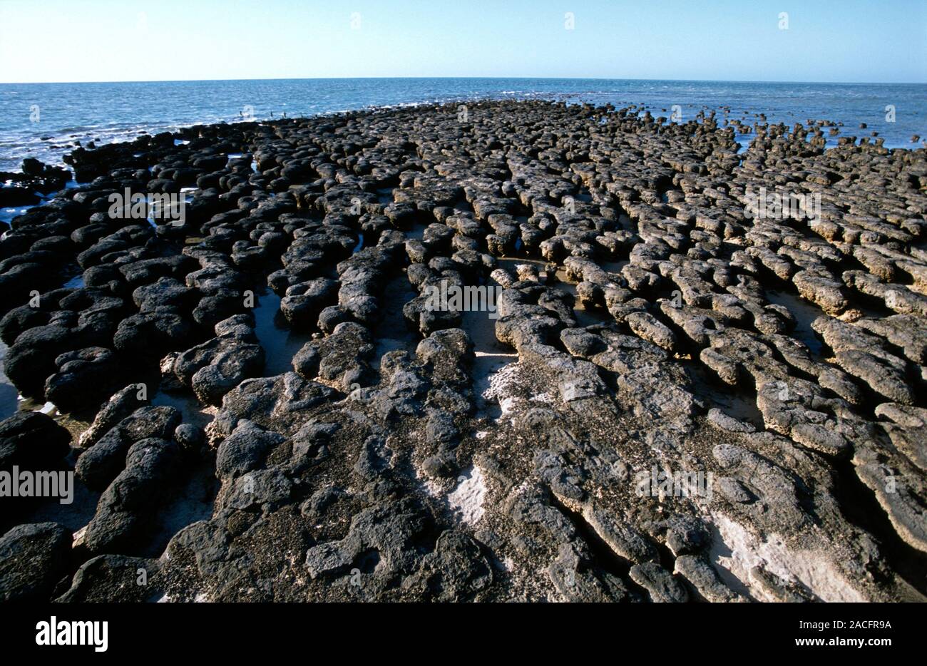Stromatolites, Shark Bay, Australia. Stromalites are mineralised ...