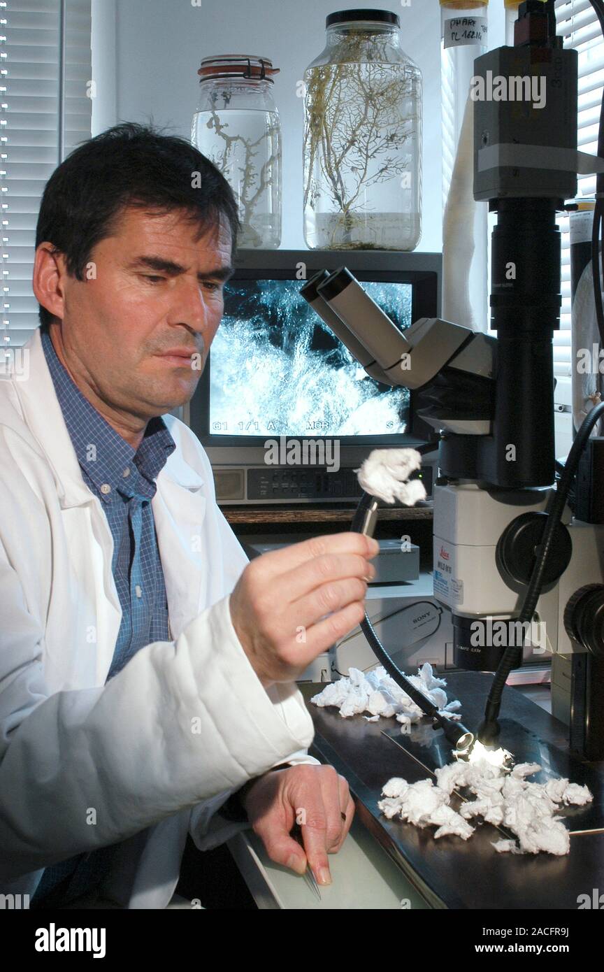 Marine bacteria in cancer research. Researcher Jean Guezennec using an ...