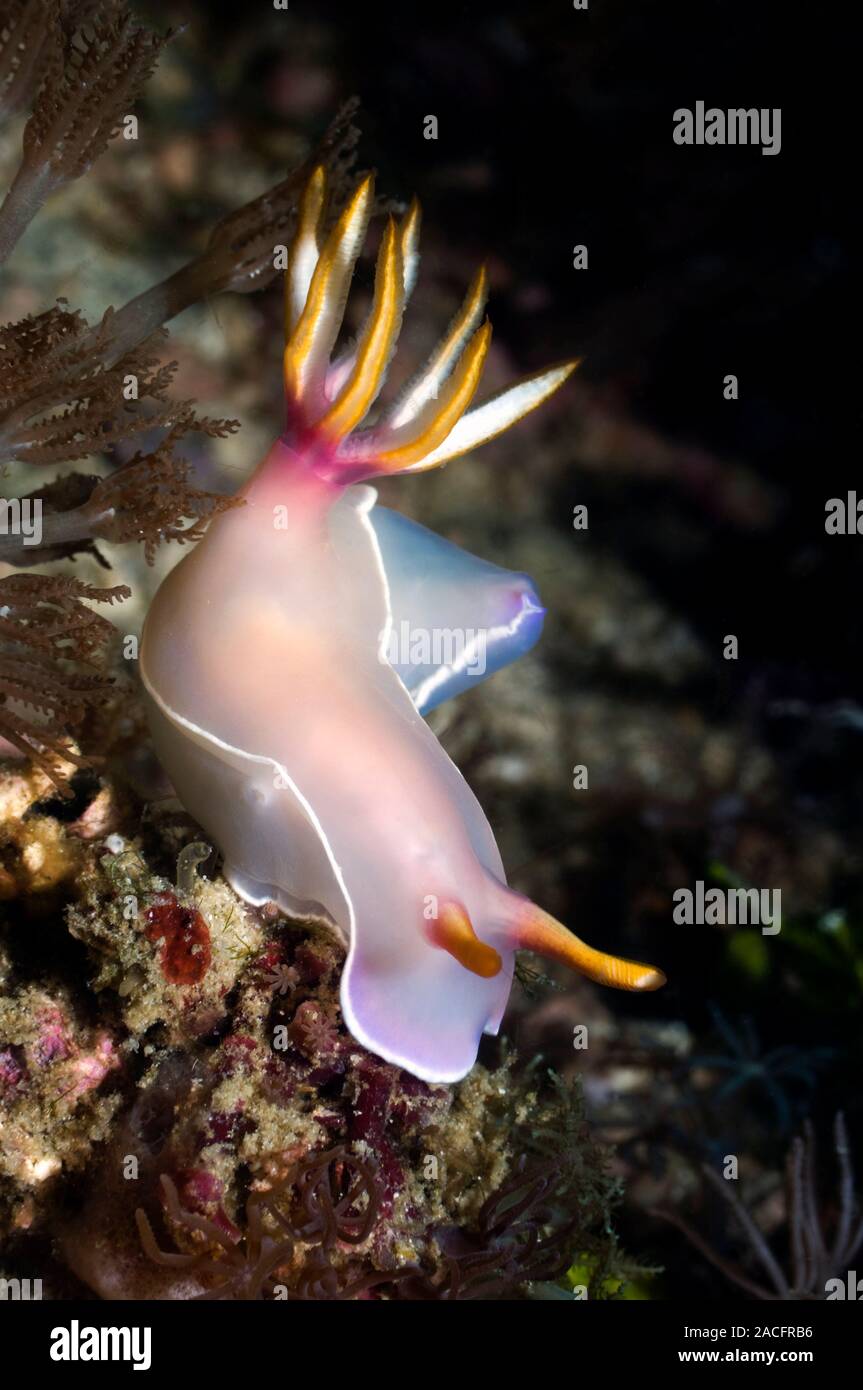 Nudibranch (Hypselodoris bullocki). Nudibranchs are shell-less marine ...