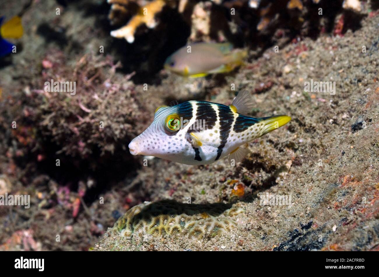 Valentini's sharpnose puffer (Canthigaster valentini) on a coral reef ...