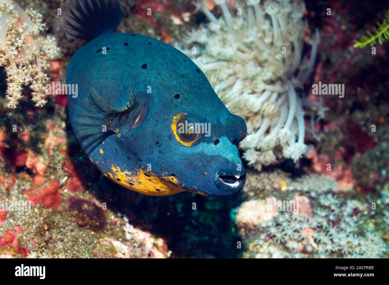 Blackspotted puffer (Arothron nigropunctatus) on a coral reef. This ...