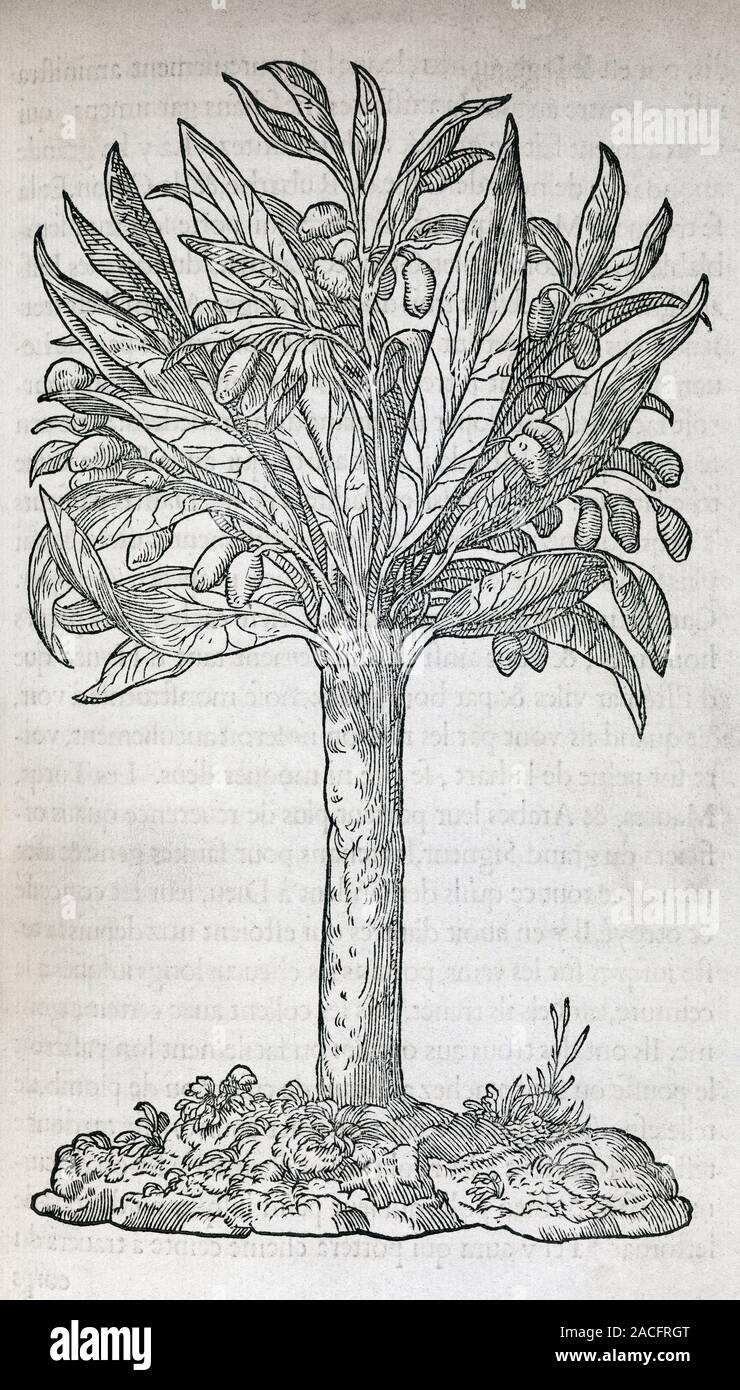 Moses tree, 16th century artwork. The fruits on this tree resemble ...