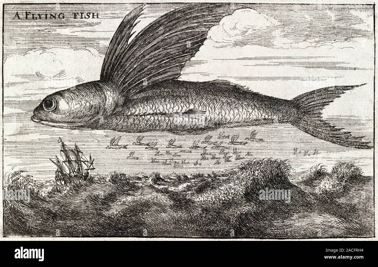Flying fish near a ship in stormy waters, 17th century artwork. Flying ...
