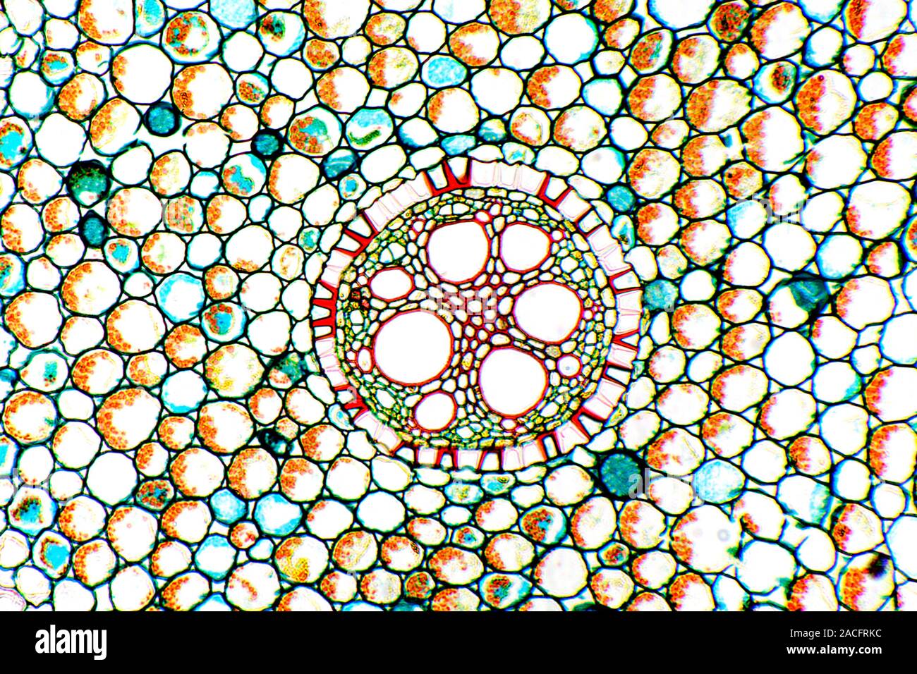 Iris root. Light micrograph of a section through the root of an Iris ...