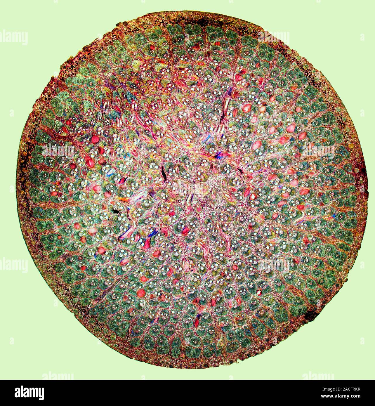 Bamboo stem. Polarised light micrograph of a section through a bamboo ...