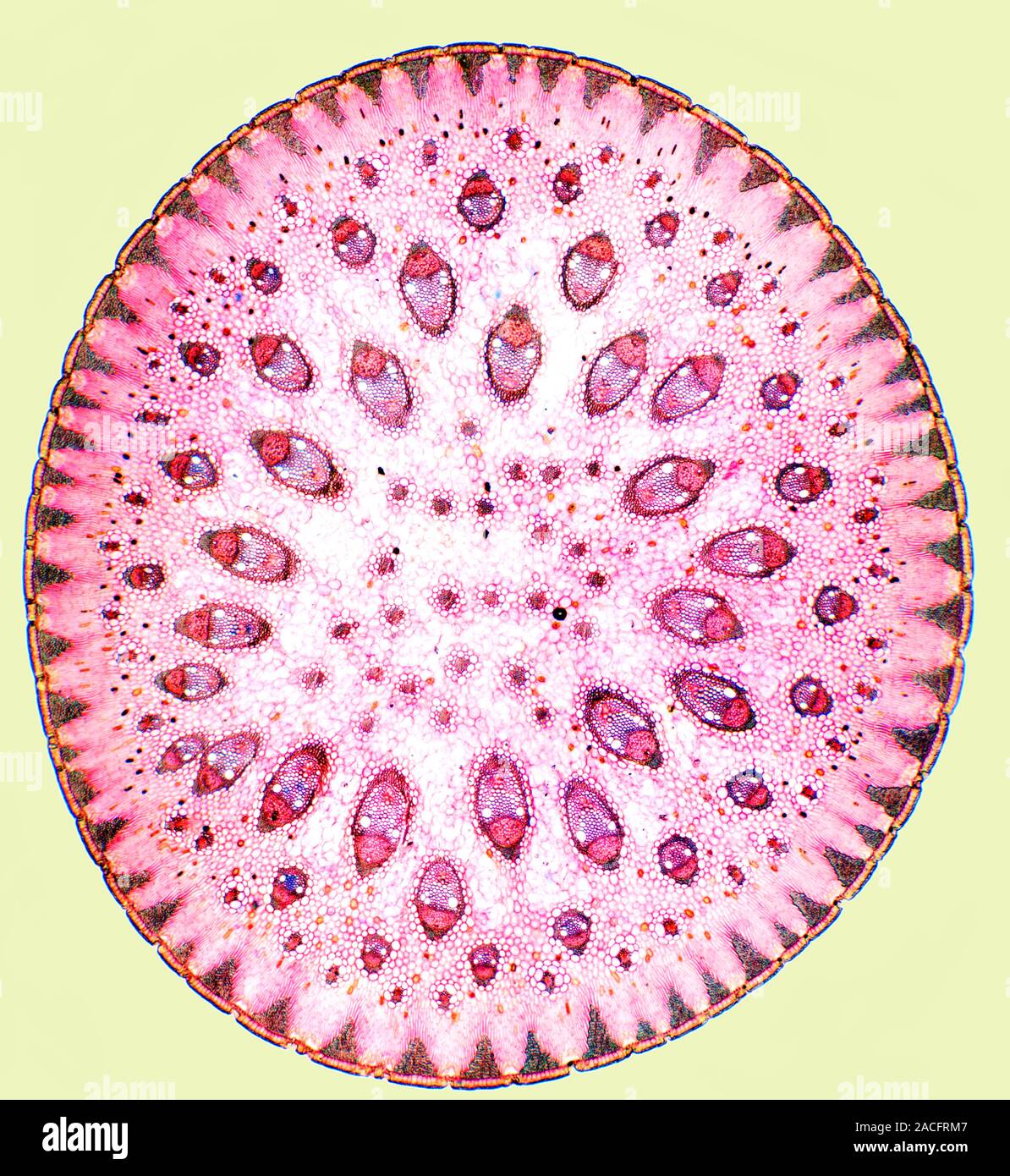 Spiny rush stem. Polarised light micrograph of a section through a ...