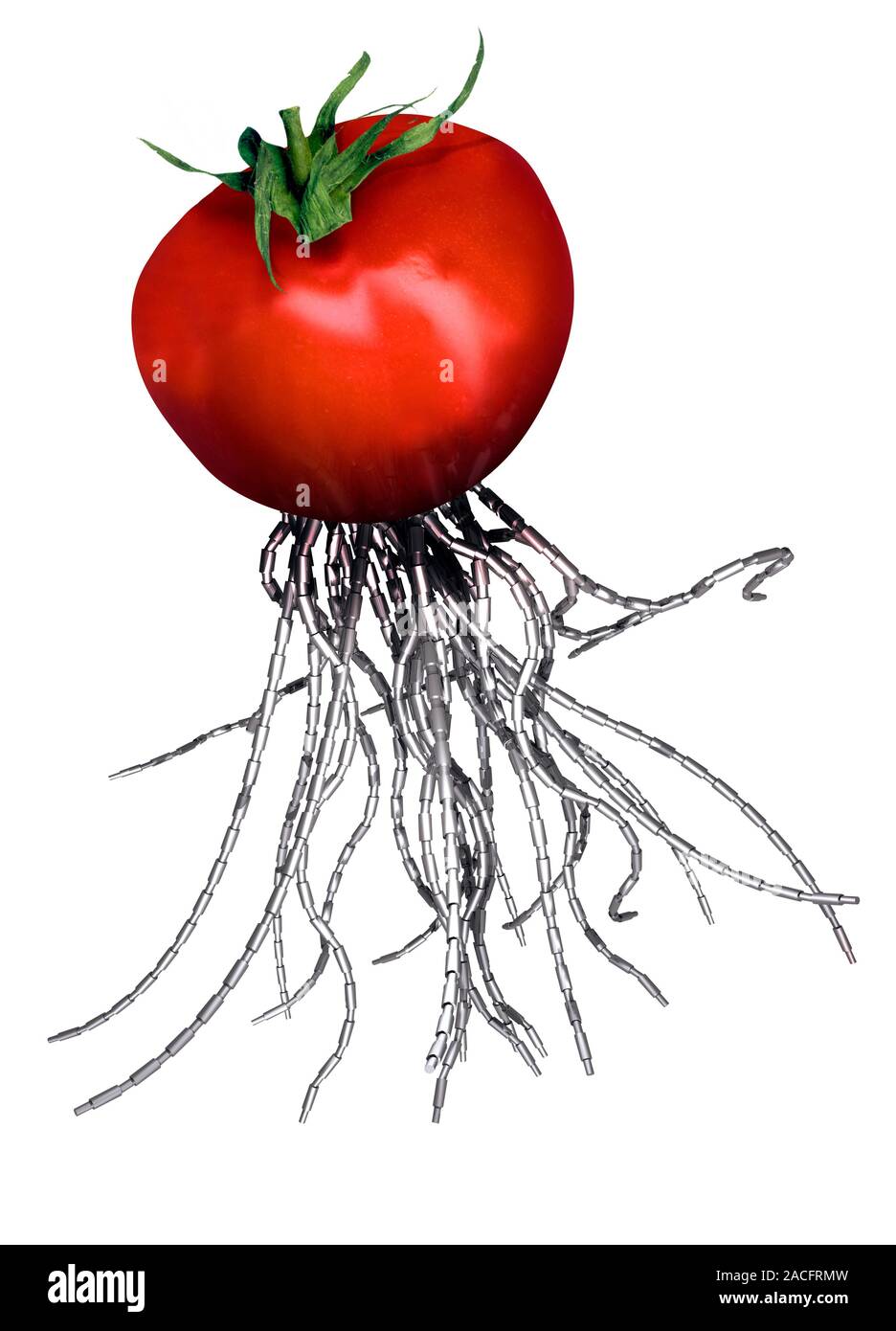 Genetic engineering in food production, conceptual artwork. Tomato with ...