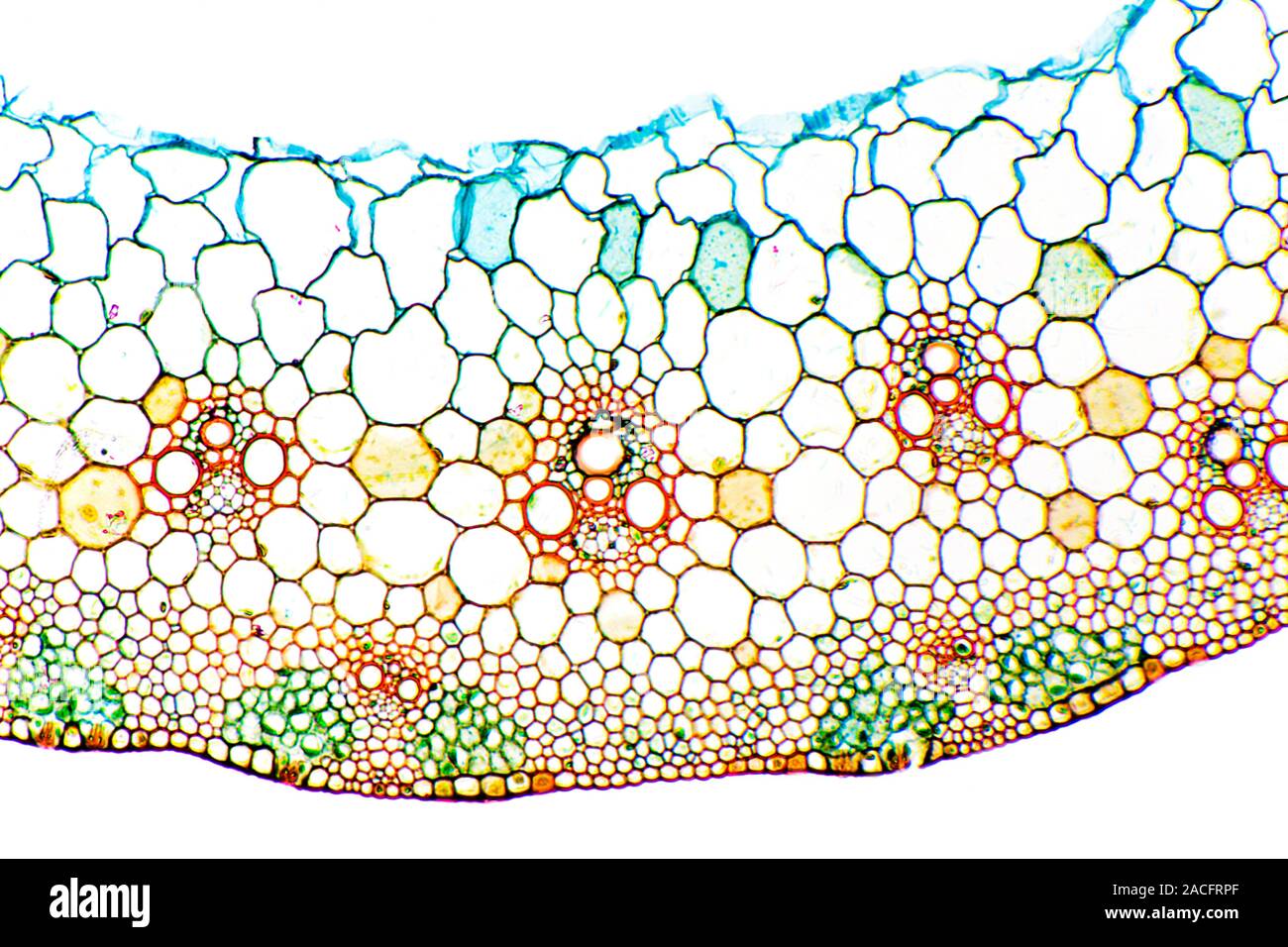 Wheat stem. Light micrograph of a section through the stem of a wheat ...