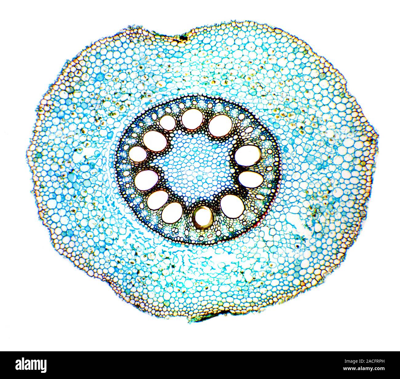 Maize root. Light micrograph of a section through the root of a maize ...