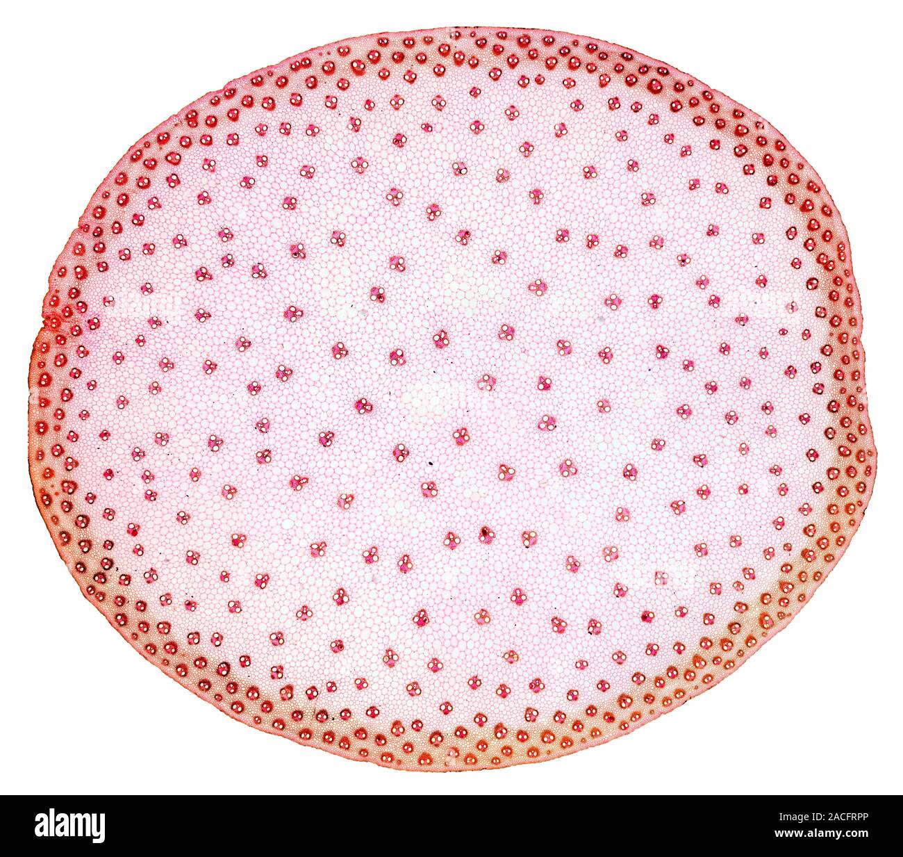 Maize stem. Light micrograph of a section through a maize plant stem ...