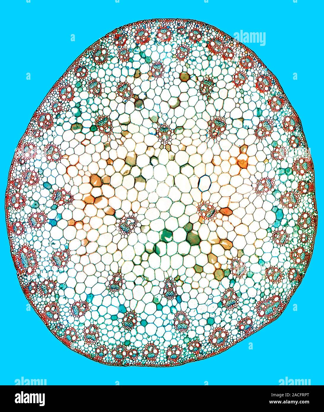 Zea Root Cross Section