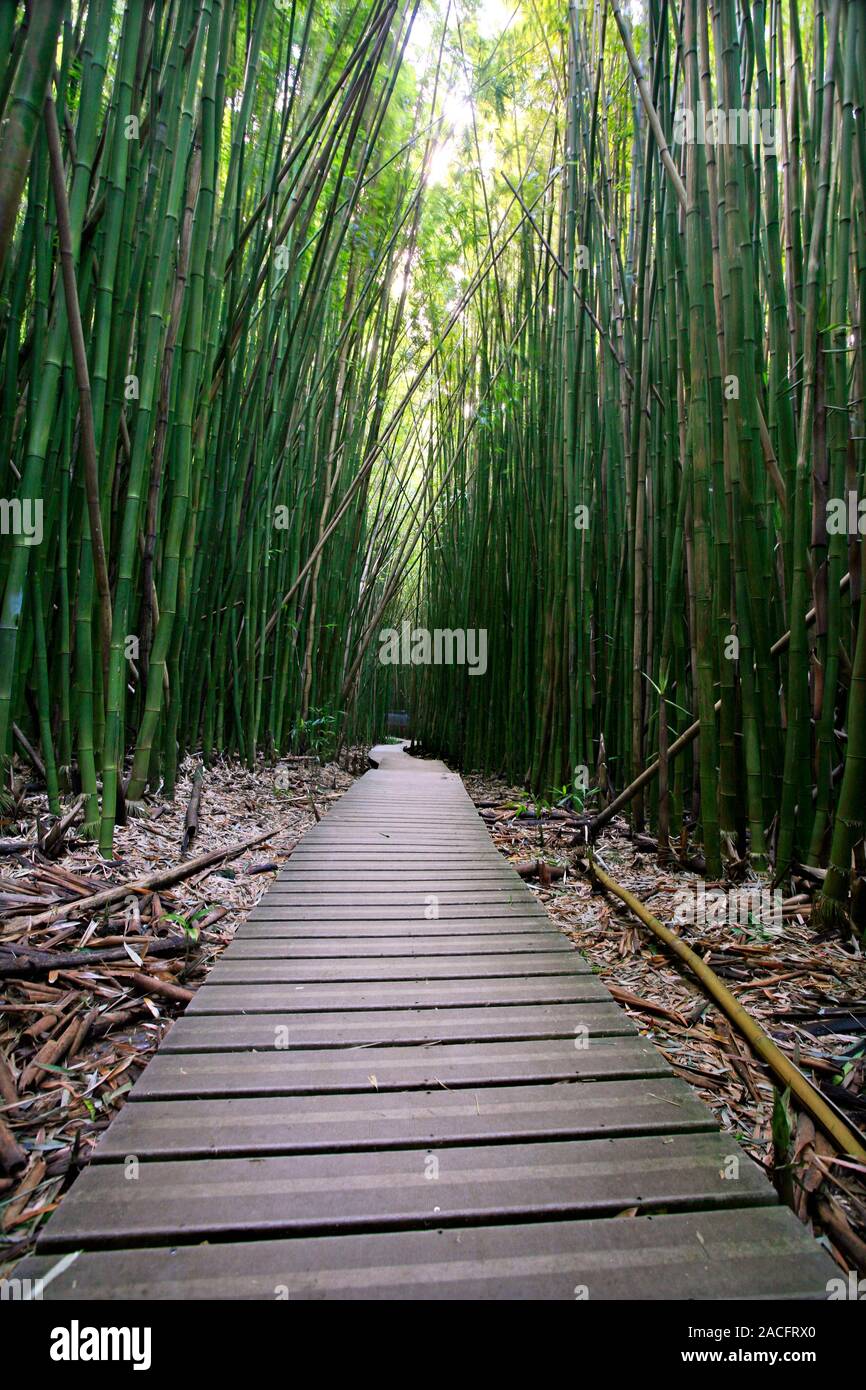 Bamboo forest. Boardwalk running through a forest of bamboo plants on ...