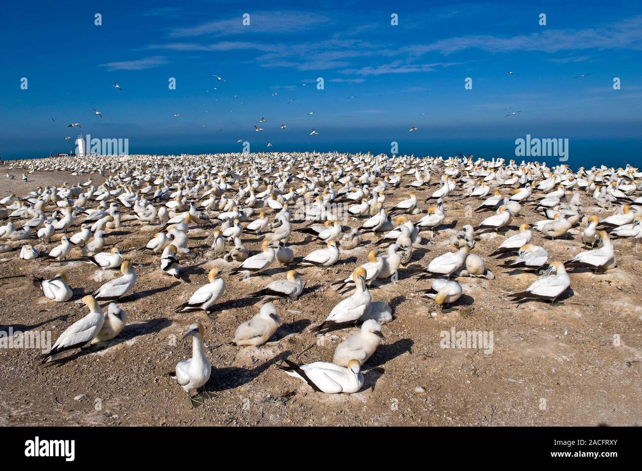 Australasian gannet colony (Morus serrator). These large seabirds nest ...