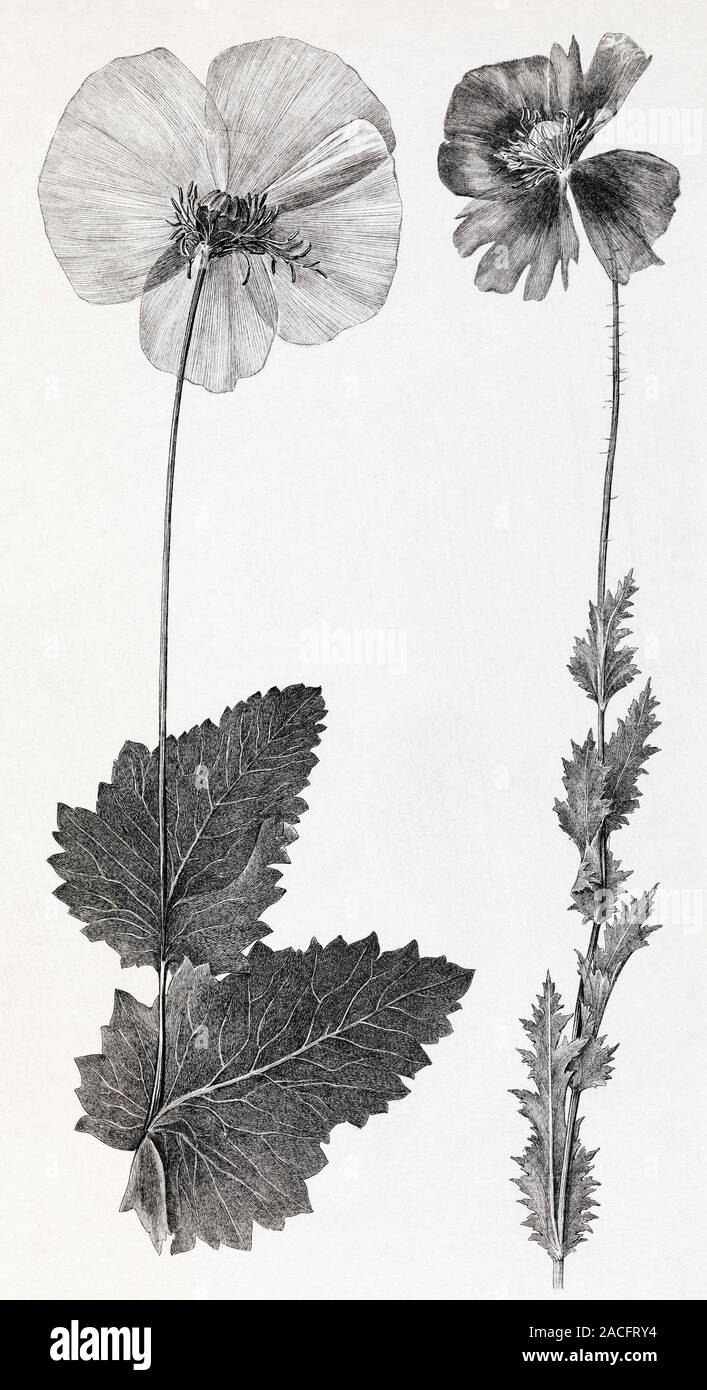 Poppy (Papaver somniferum), 19th century artwork. These botanical ...