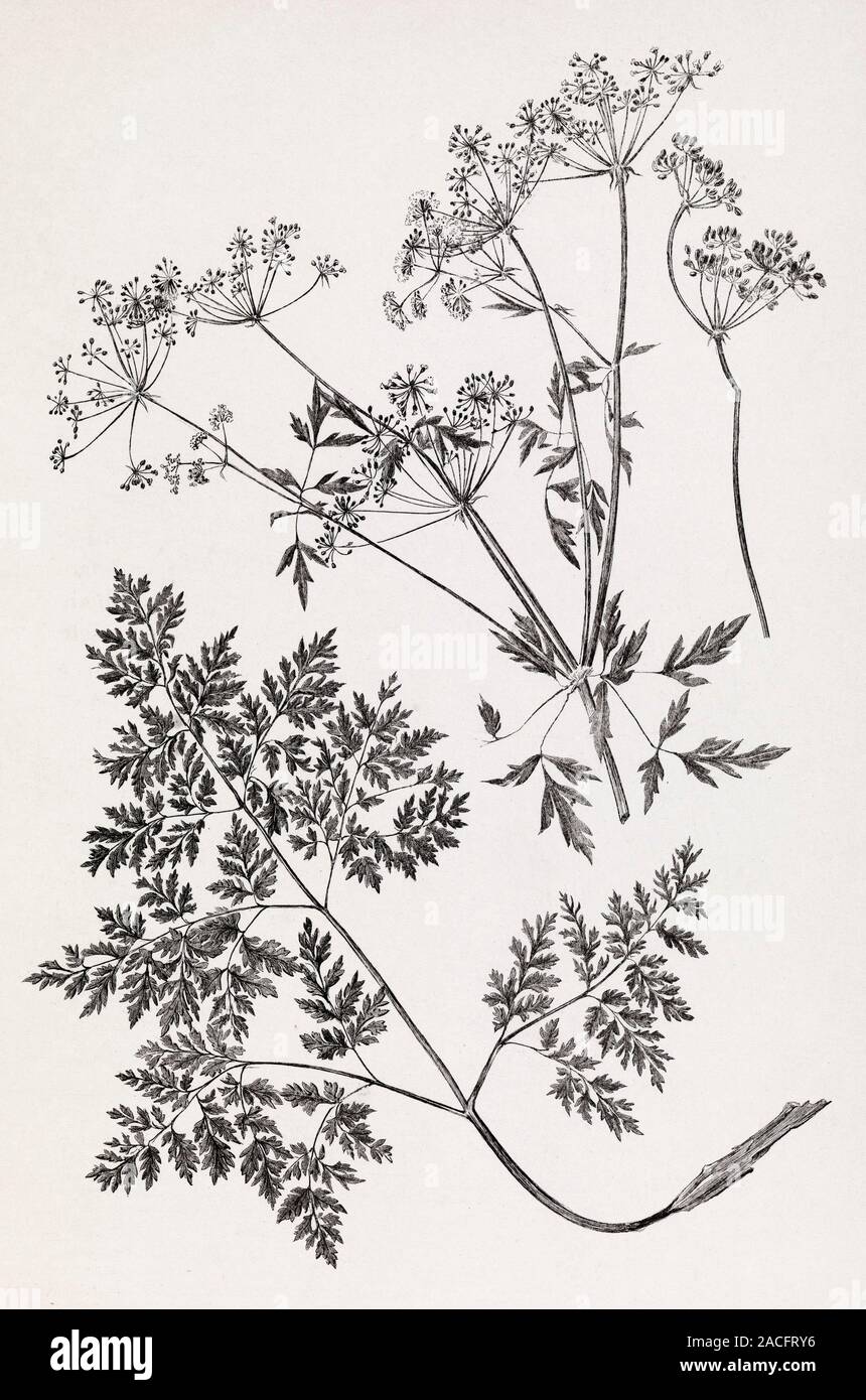 Hemlock (Conium maculatum), 19th century artwork. These botanical ...