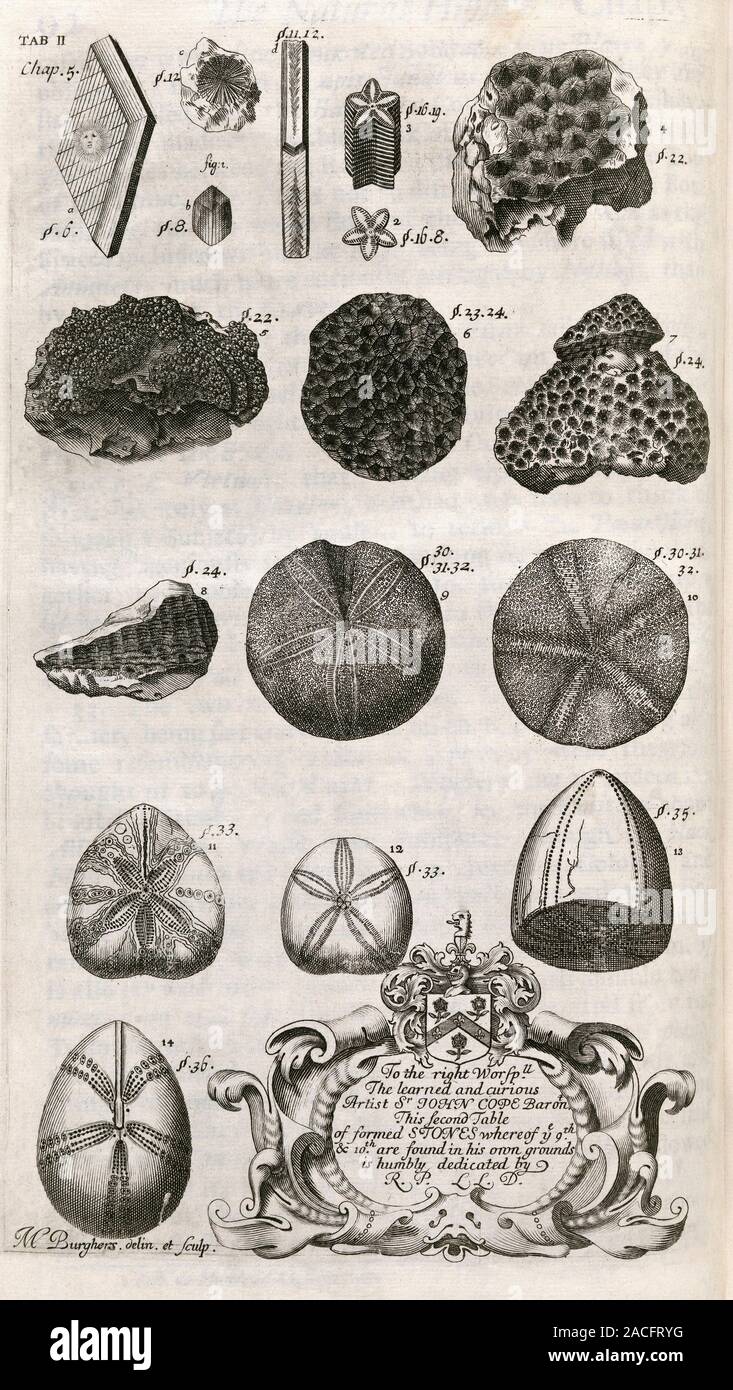 Fossils, 18th century artwork. This page of drawings is from the book ...