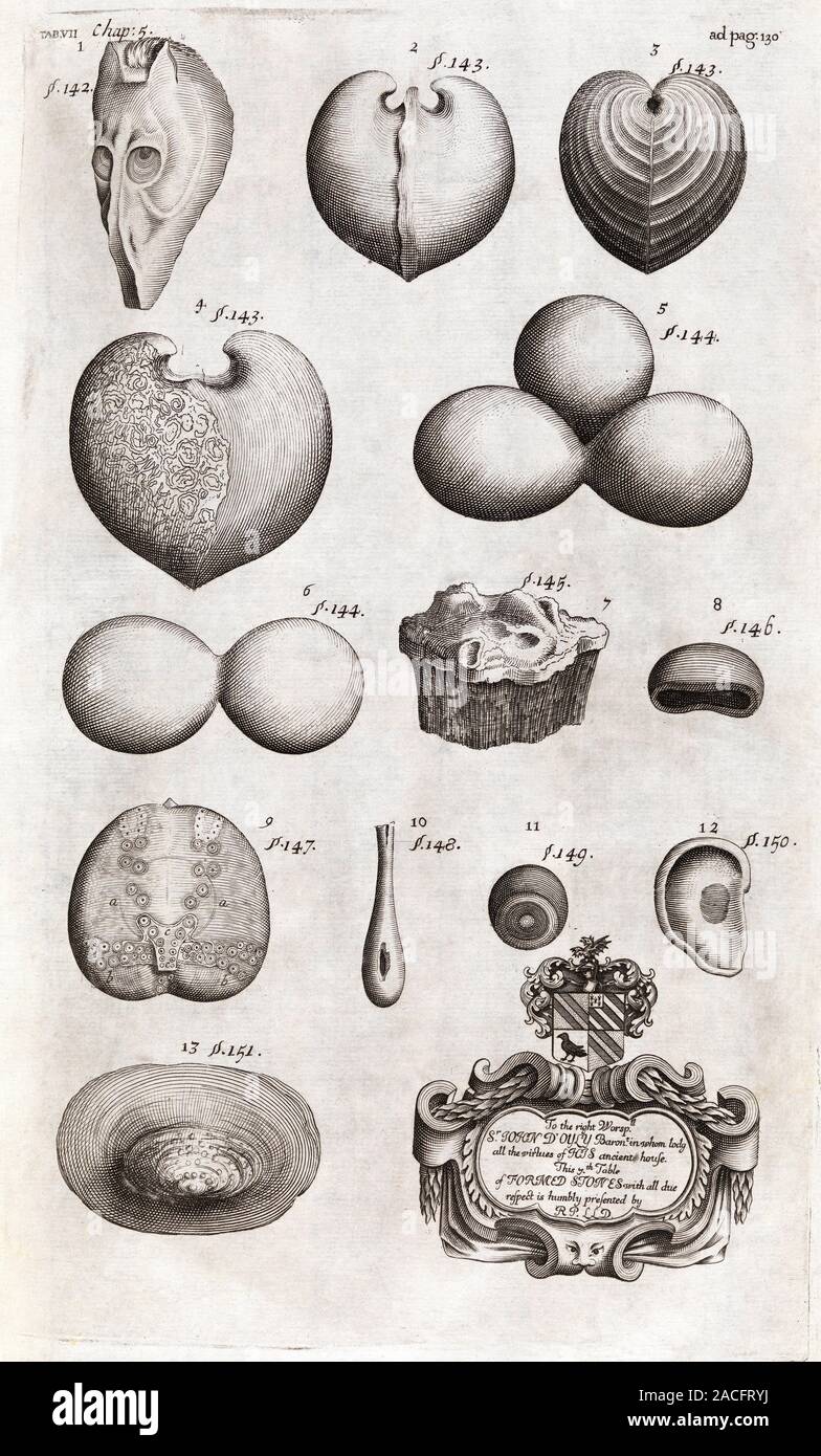 Fossils, 18th century artwork. This page of drawings is from the book ...