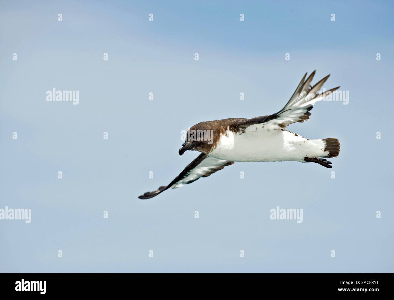 Snare's cape pigeon (Daption capense) in flight. Photographed in New ...
