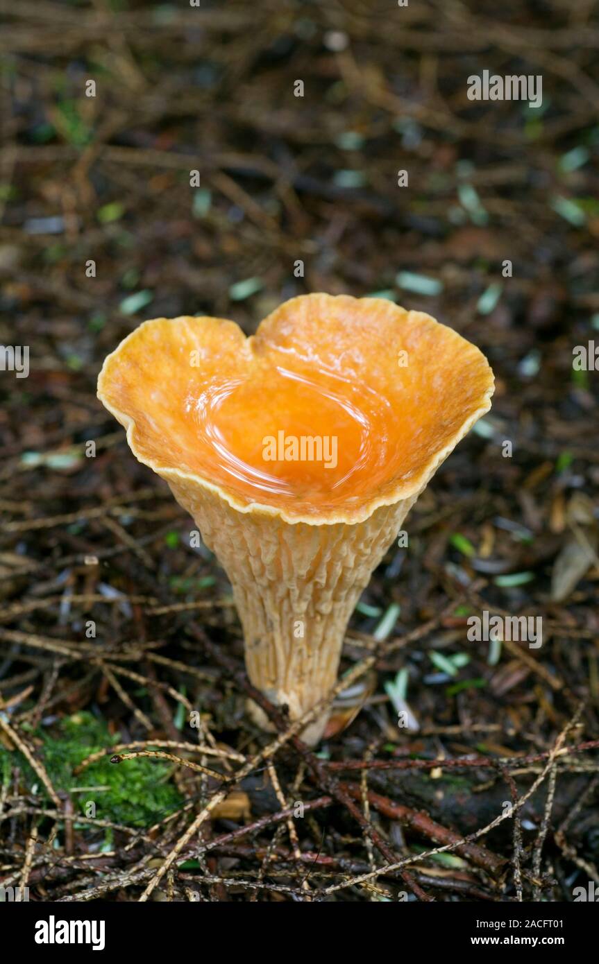 Woolly gomphus (Gomphus floccosus) mushroom. Photographed in Vermont ...