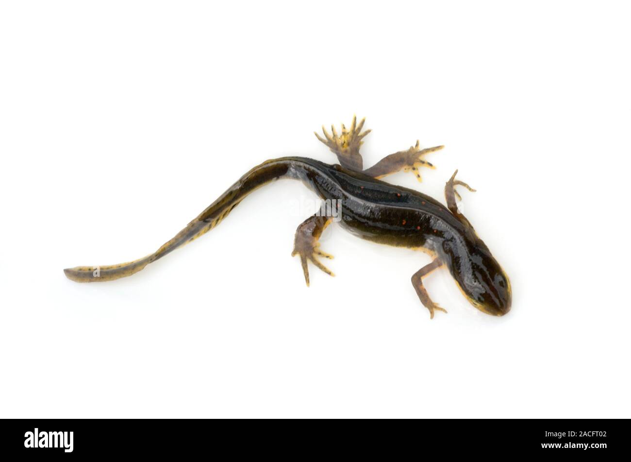 Mutated eastern newt. Eastern newt (Notophthalmus viridescens) with a ...