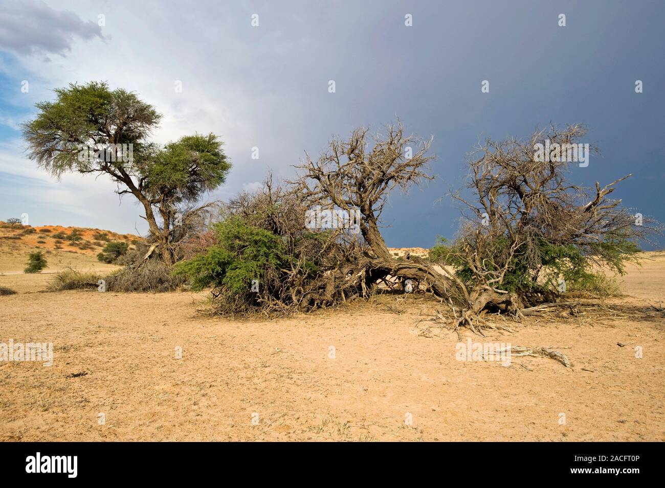 Dry riverbed. Plants growing in the dry riverbed of the Auob river in ...