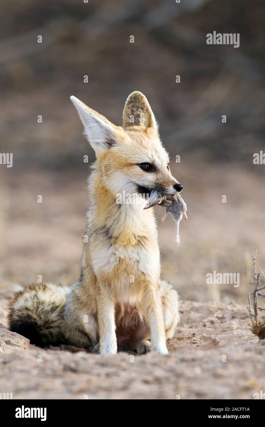 Cape fox (Vulpes chama) with prey. The cape fox is a small fox ...