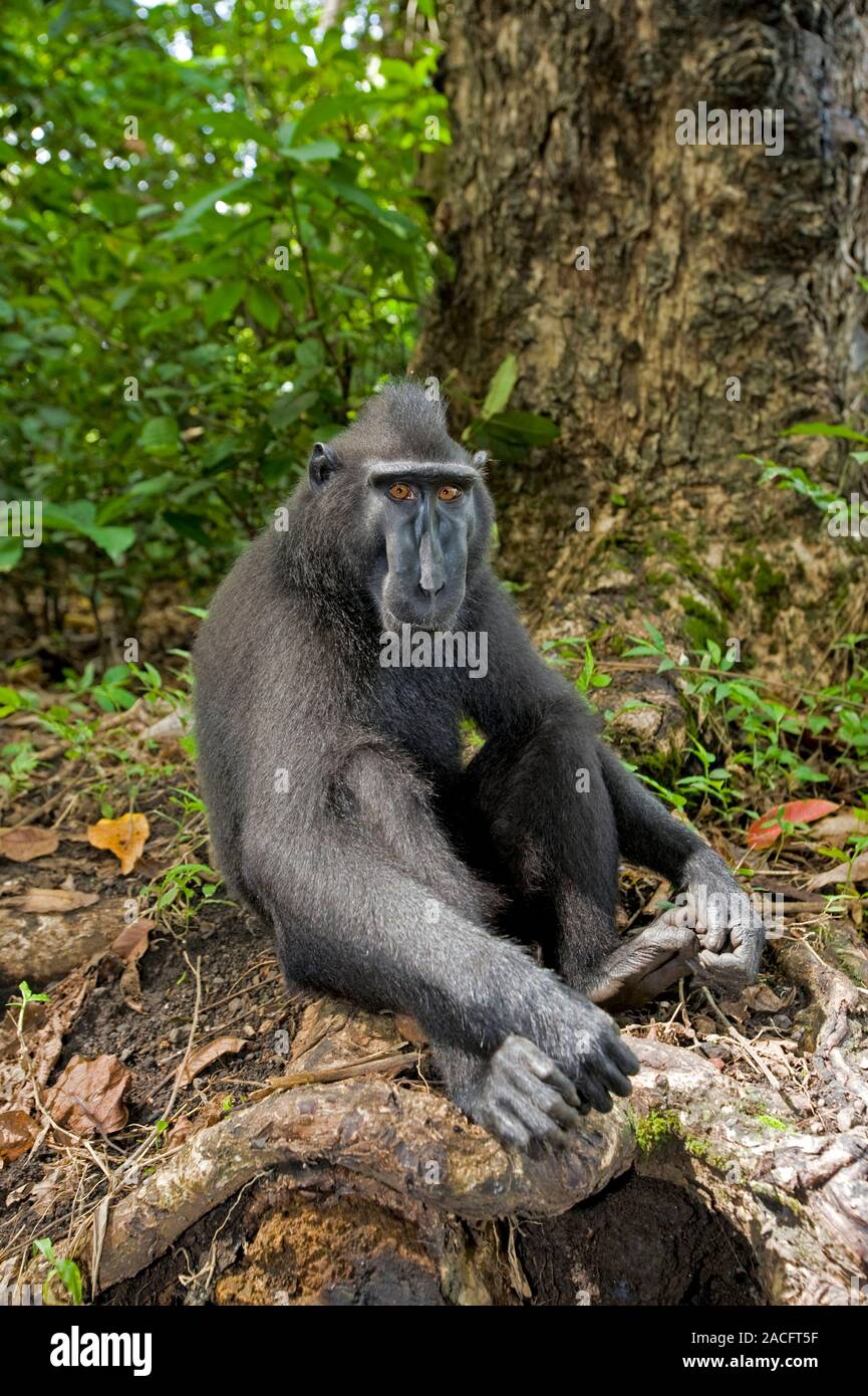 Crested black macaque (Macaca nigra) sitting on the roots of a tree ...