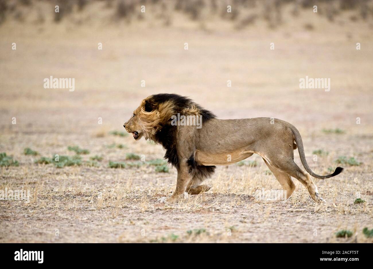 Male African lion (Panthera leo) in scrubland. Lions are found in the ...