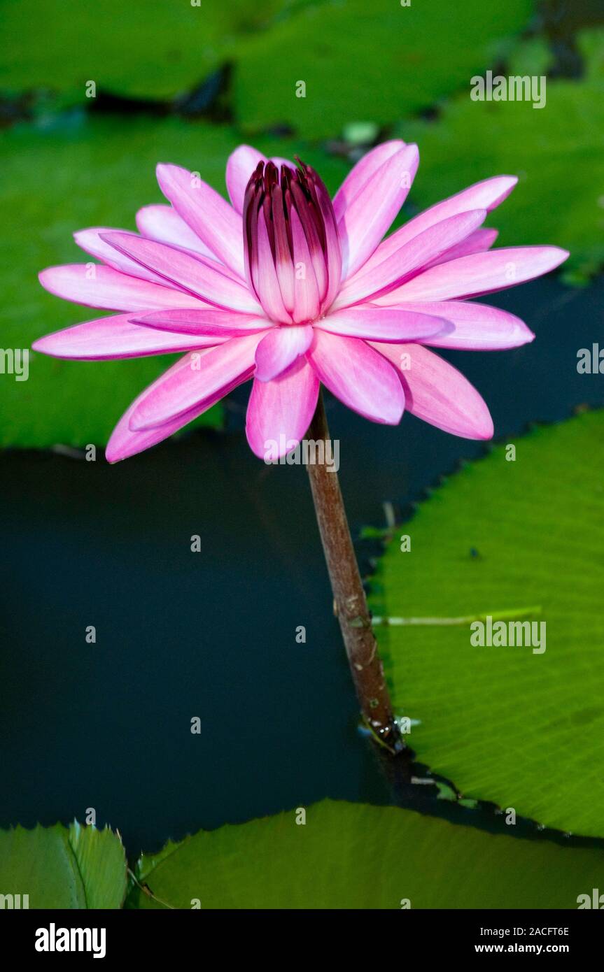 Lily Plant Malaysia at Alannah Herbert blog