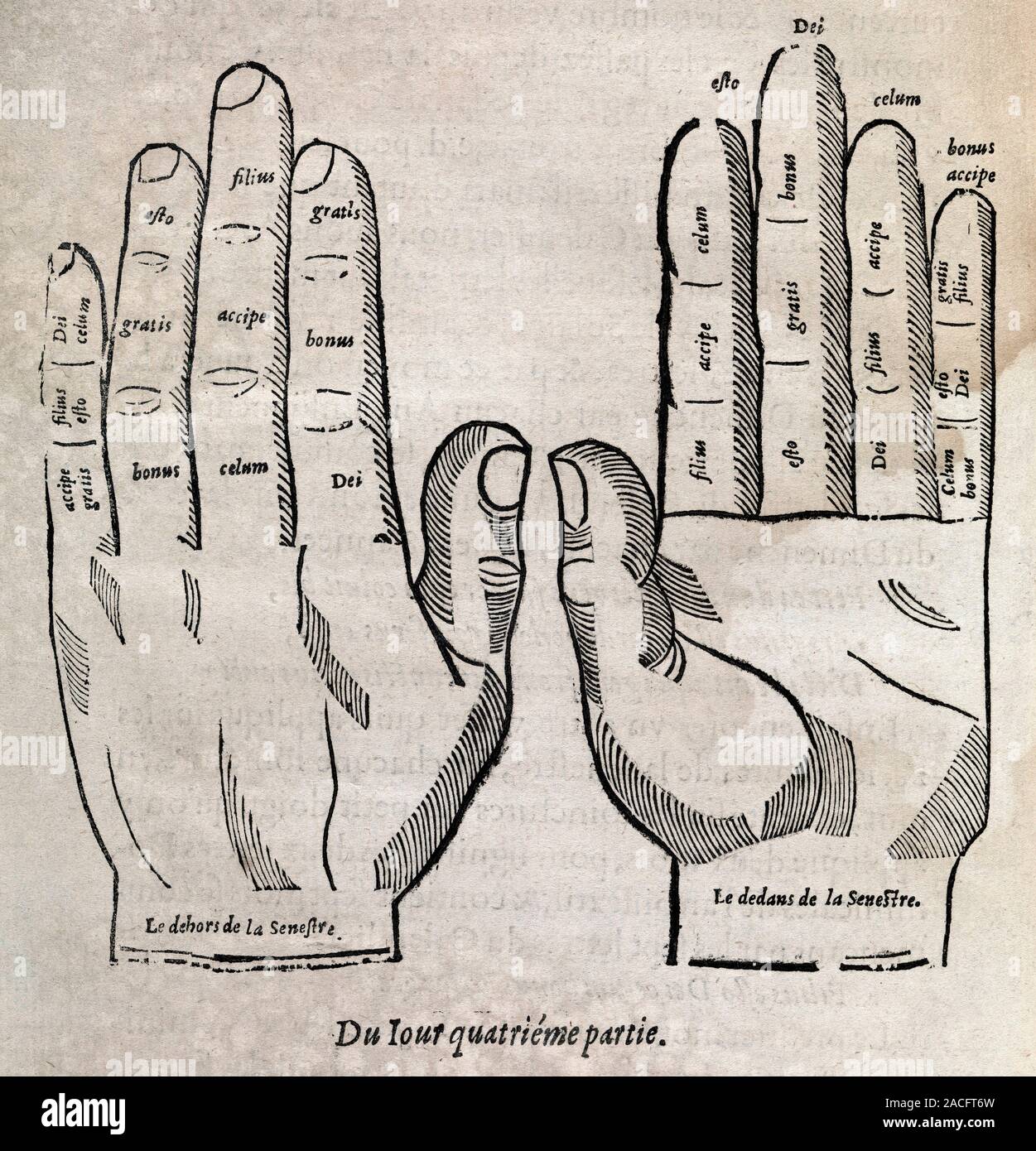 Left And Right Hand Anatomy