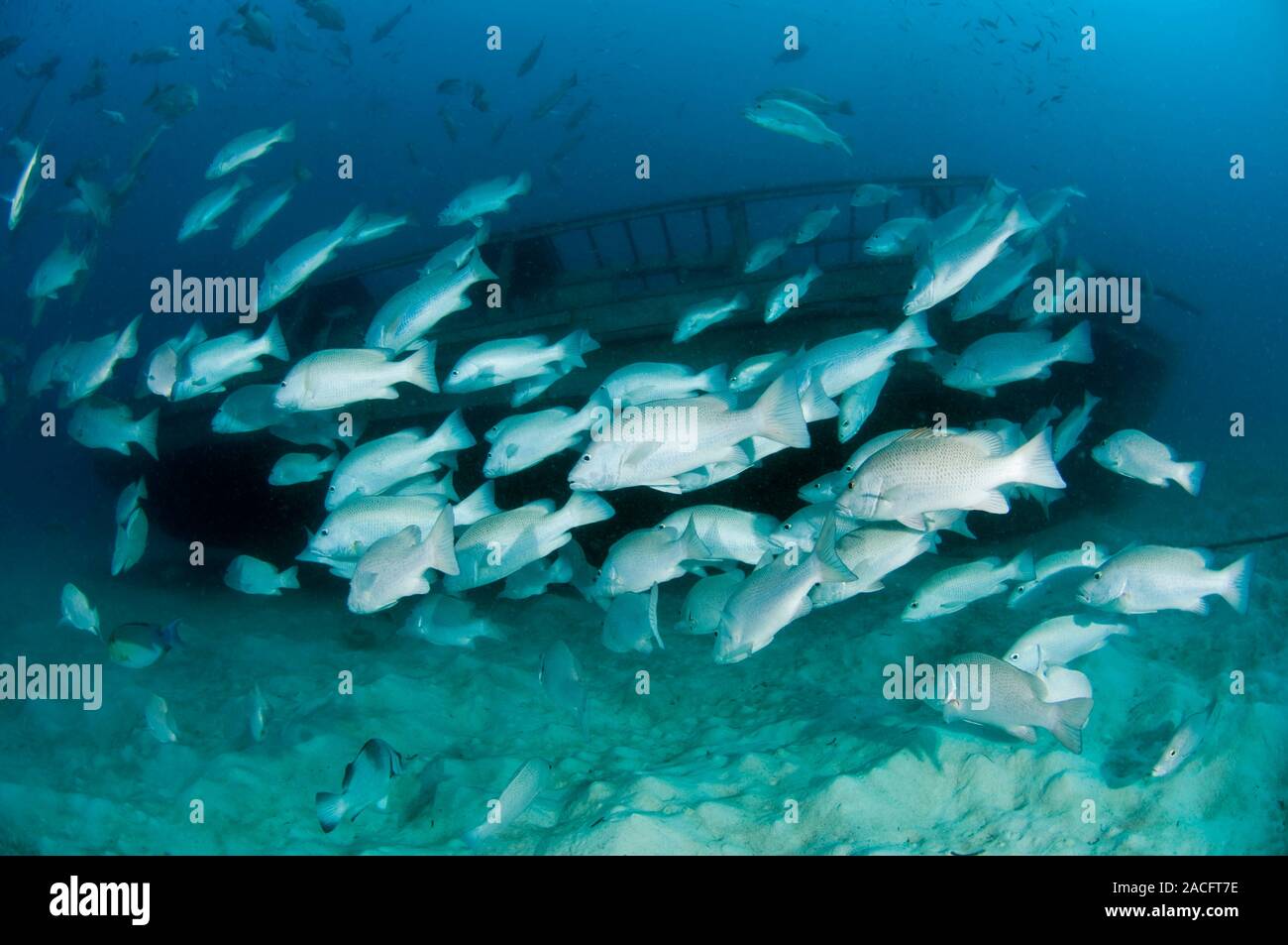 School of snappers (family Lutjanidae) near an artificial reef ...