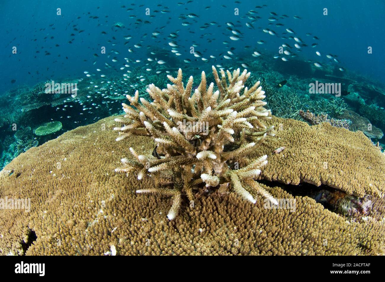 Acropora coral (Acropora sp.). A school of fish is seen at top ...