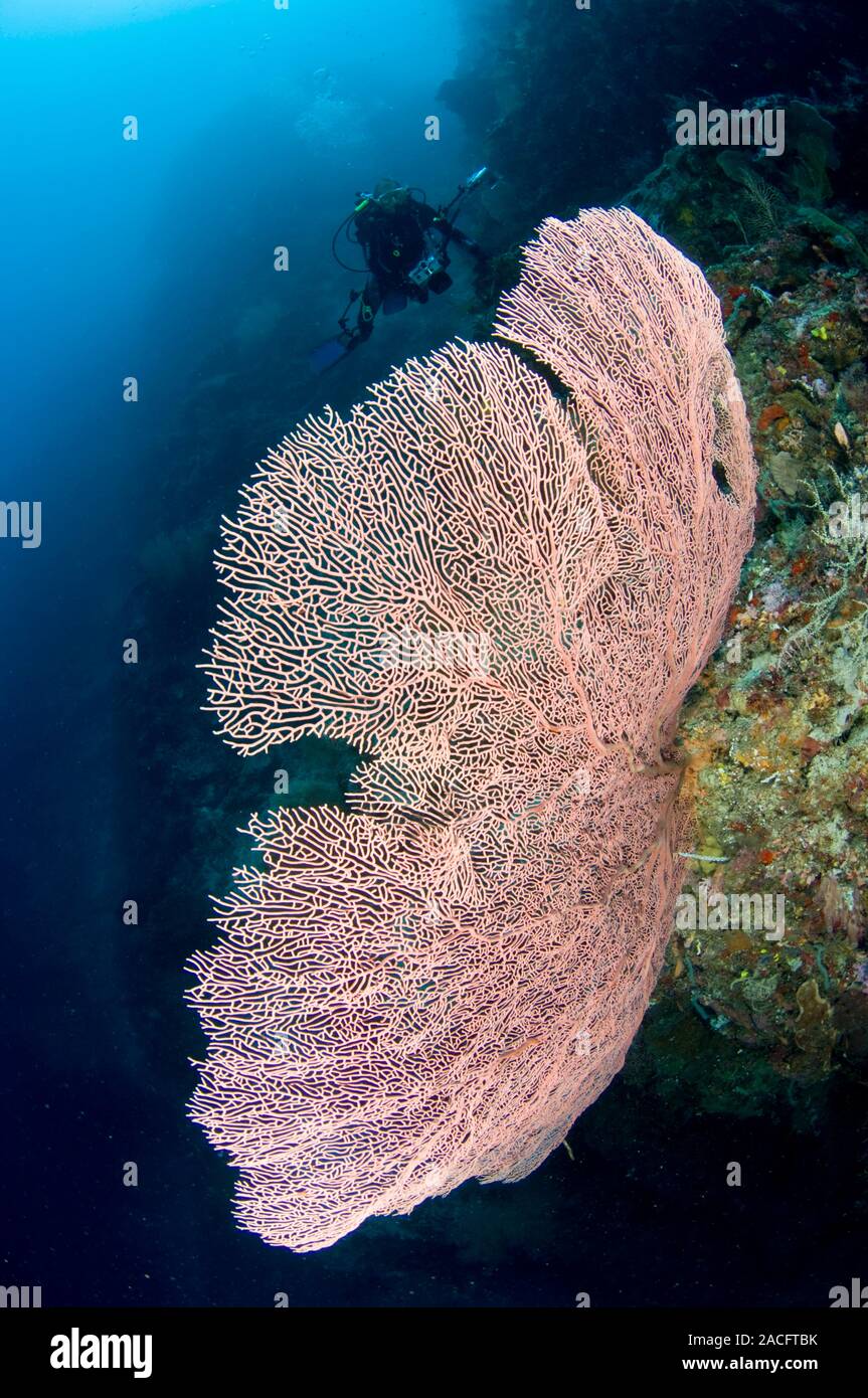 Sea fan. Sea fans are colonies of tiny coral organisms (polyps) that ...