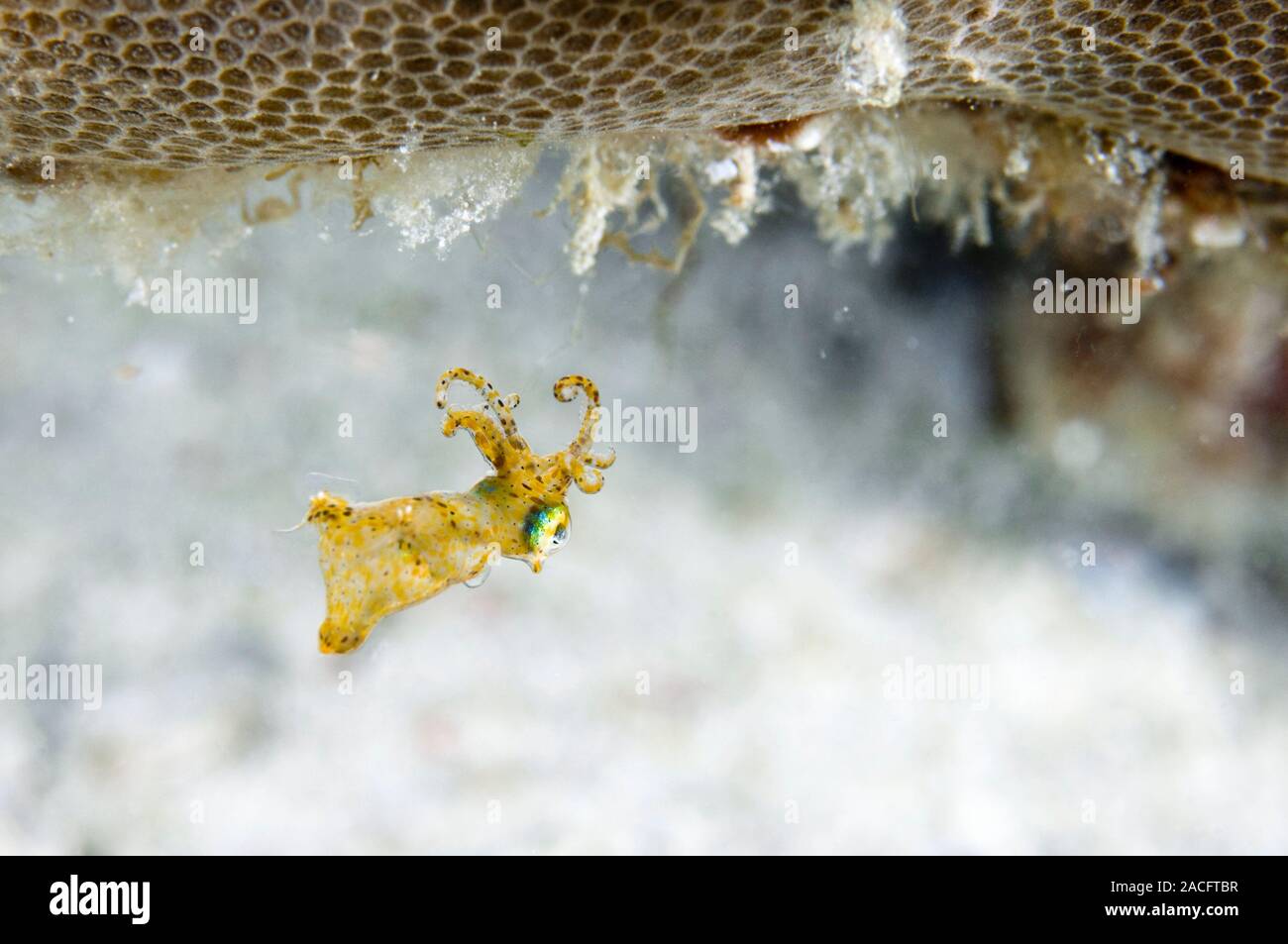 Juvenile squid (order Teuthida). Photographed off Mabul, Sabah ...