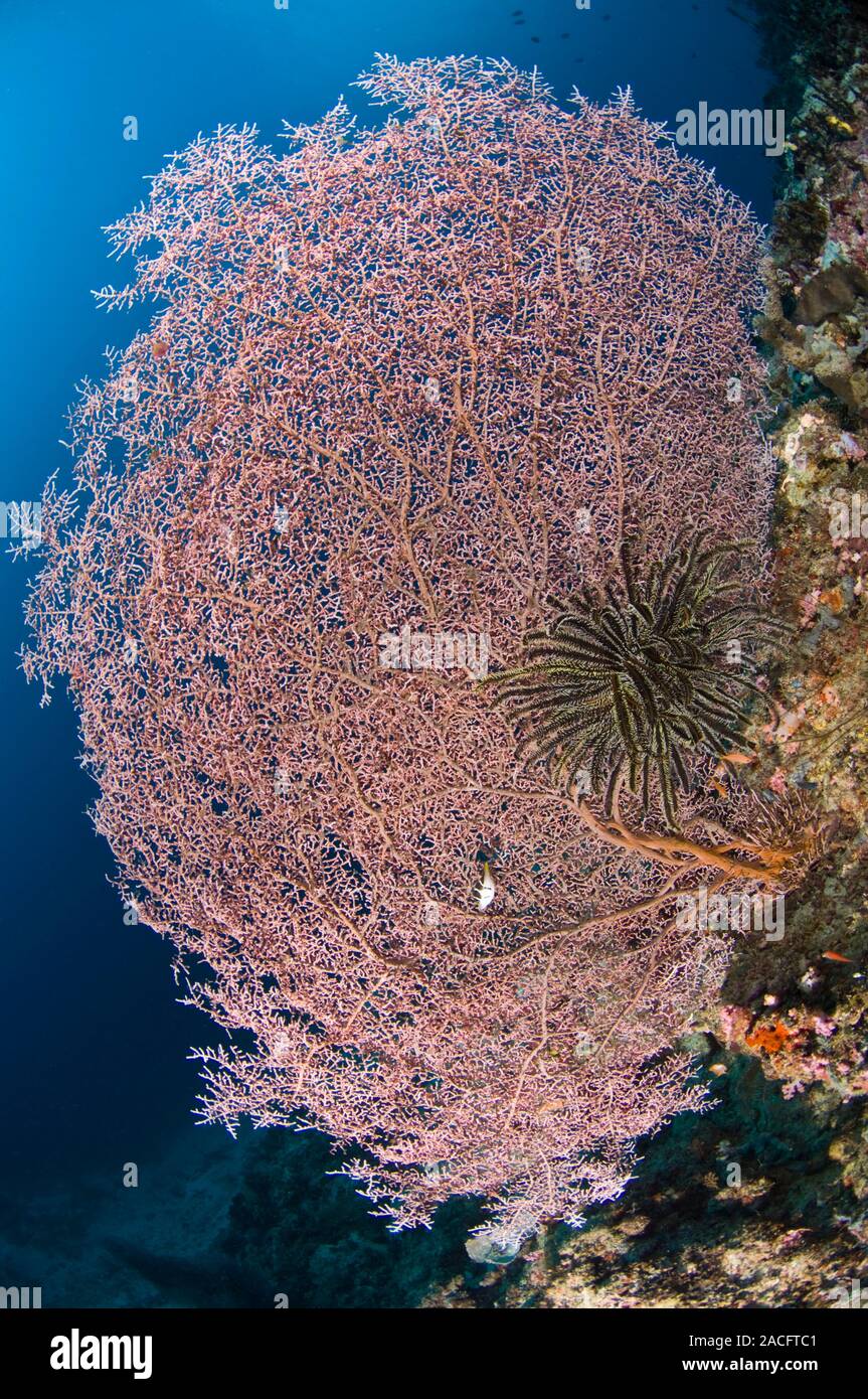 Sea fan. Sea fans are colonies of tiny coral organisms (polyps) that ...