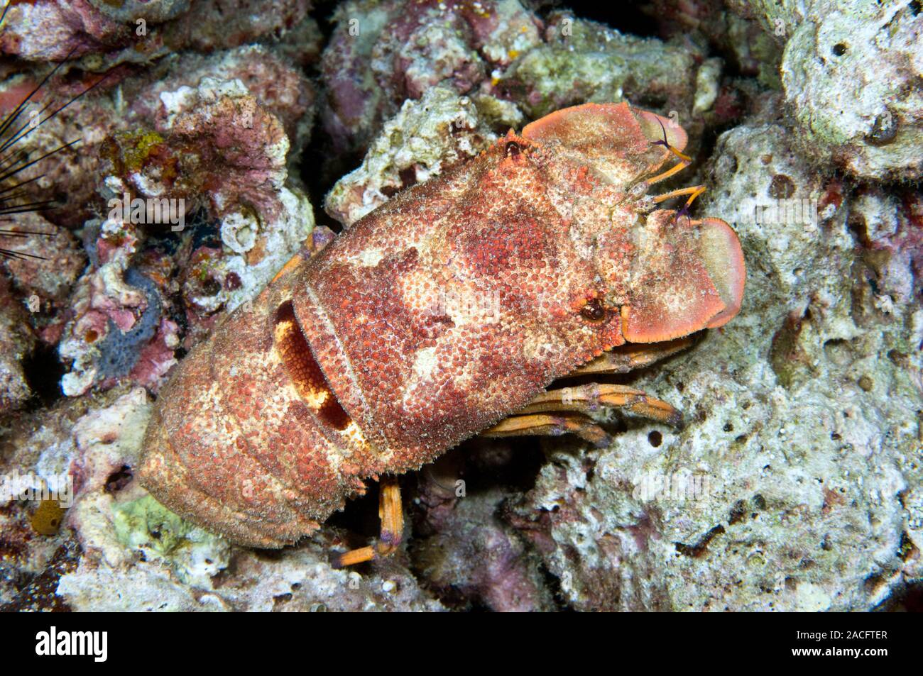 Slipper lobster (family Scyllaridae). Photographed off Siamil, Sabah ...