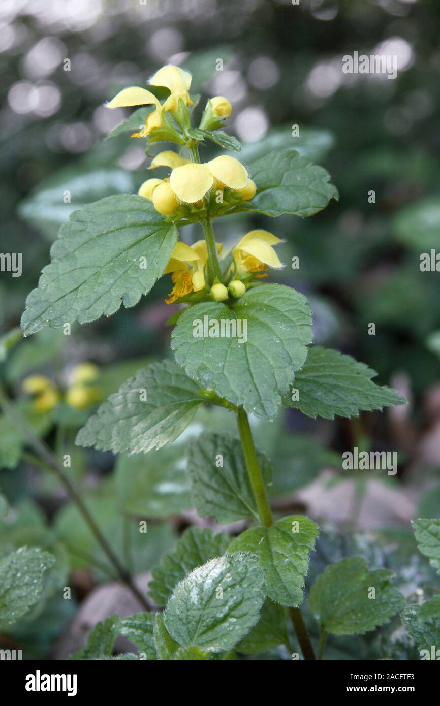 Yellow Archangel (Lamiastrum galeobdolon) in flower Stock Photo - Alamy