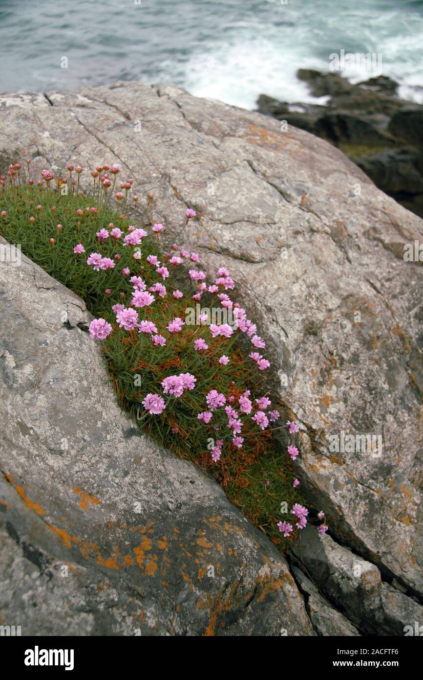 Thrift (Armeria maritima Miller), also known as Sea Pink in flower with ...