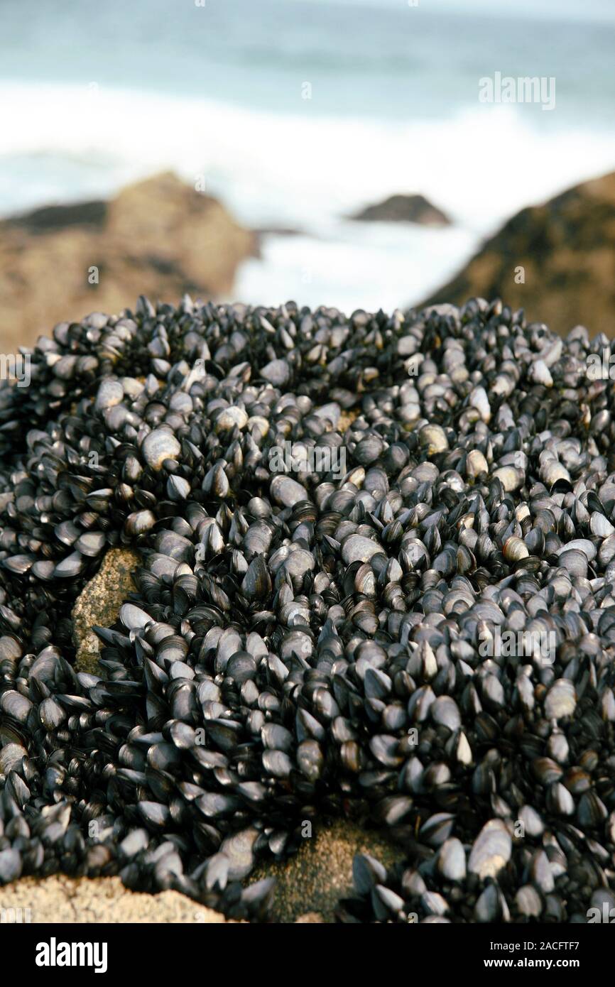 Blue Mussel (Mytilus edulis) beds exposed at low tide. These are edible ...