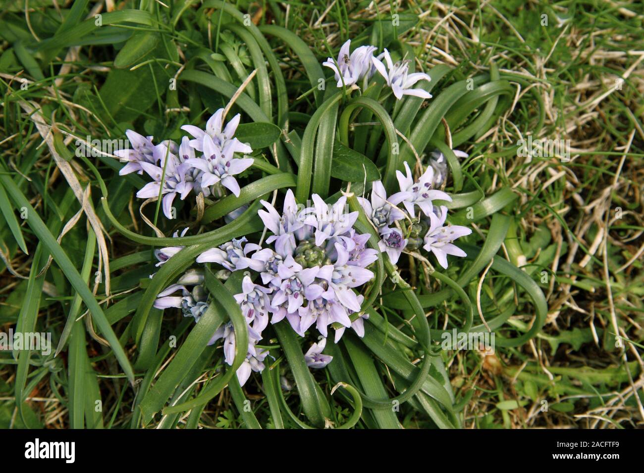 Spring Squill (Scilla verna Huds) in flower Stock Photo - Alamy