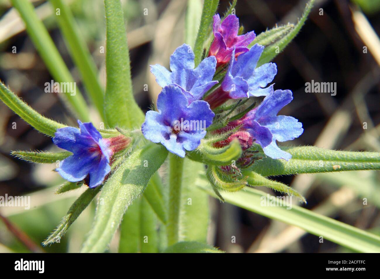 Blue Gromwell (Buglossoides purpurocaerulea I.M. Johnston, syn ...
